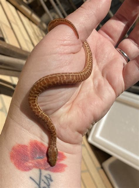 Captive Bred Pygmy Python Reptile Sales Oz