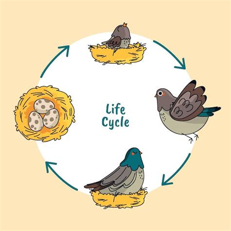 Ciclo De Vida De Las Aves Dibujadas A Mano Vector Gratis