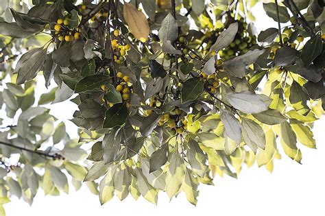 노란 열매가 달린~ 노랑참식나무