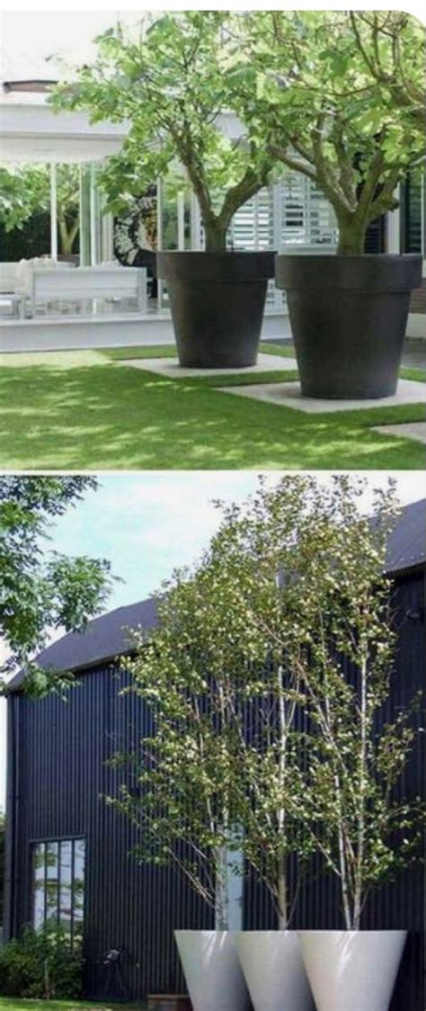 Oversized Backyard Trees Large Outdoor Planters Potted Trees