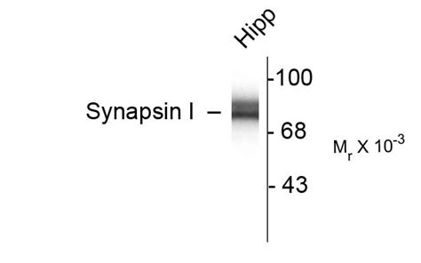 Synapsin I Antibody Affinity Purified Rabbit Polyclonal Antibody Wb