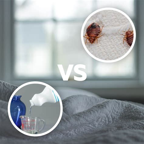 Does Bleach Kill Bed Bugs Bed Bug Sos
