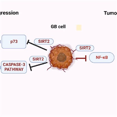 The Role Of The Sirtuin Sirt2 In Glioblastoma Gb Created With Download Scientific Diagram
