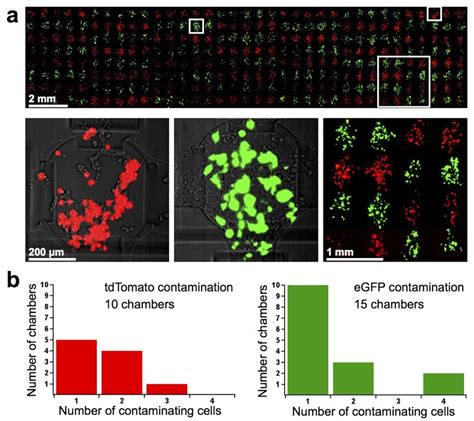 Transfection On The High Throughput Chip A Fluorescence Micrograph Download Scientific