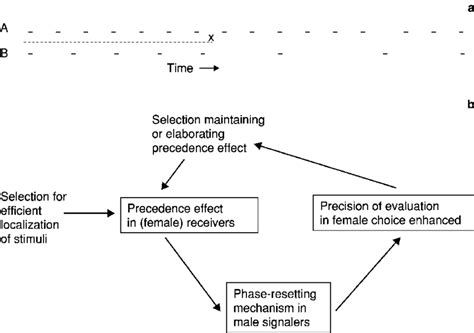 Feedback Loop Augmenting Selection For Precedence Effect In Female