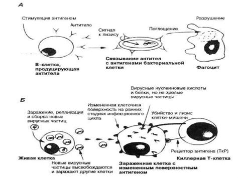 Противовирусный иммунитет презентация онлайн