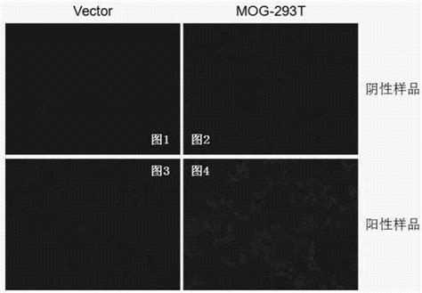 Preparation Of Cell Growing Slide Assembly Of Cba Cytometric Bead