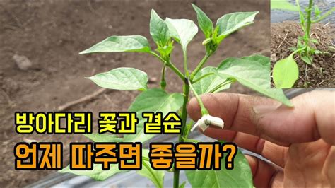 고추농사 고추정식후 방아다리꽃과 고추곁순은 언제 어떻게 제거하면 좋을까요 고추 빨리 키우는 방법 Youtube