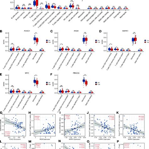 Relationship Between Autophagy Associated Prognostic Model And Immune Download Scientific