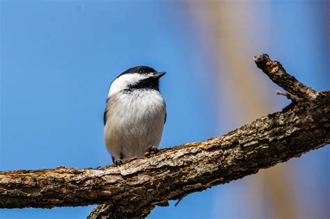 A Close Up Shot Of A Black Capped Chickadee Perched On A Tree Branch