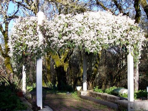 Clematis Armandii Clematis Plants Clematis Armandii Garden Vines