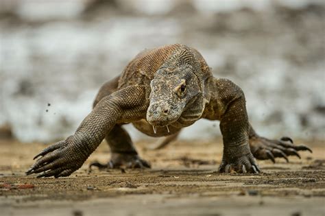 Komodo Dragon National Geographic Society 13 Night Bali And Beyond