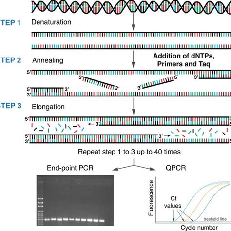 Schematic Of End Point Pcr And Quantitative Pcr Qpcr Using A Download Scientific Diagram