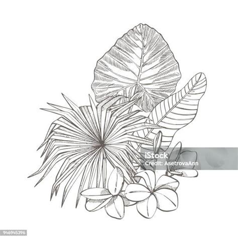 열 대 야 자 나뭇잎 벡터 일러스트입니다 새겨진된 정글 단풍 0명에 대한 스톡 벡터 아트 및 기타 이미지 0명 녹색 드로잉 Istock