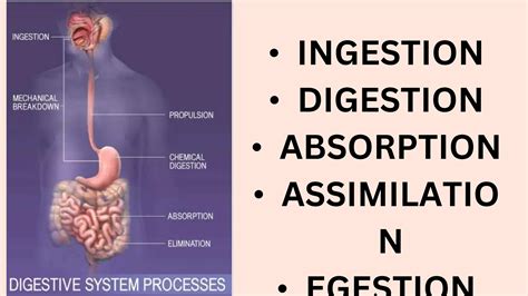 Quarter 4 Module 1 Structures And Functions Of The Digestive Systempptx