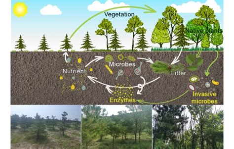 Compounds That Promote Vegetation Diversity Key To Ecological Restoration In Open Pit Coal Mine