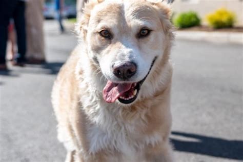 What Are The Importances Of Feline Dental Health