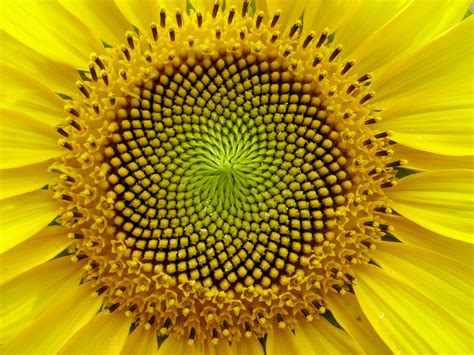 Randomnies Sunflower The Fibonacci Sequence Golden Section