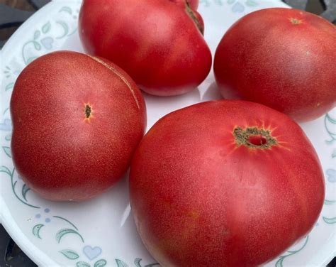 Dwarf Rosella Crimson Tomato Seeds Etsy