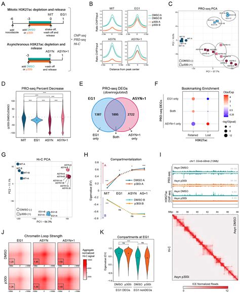H K Ac Bookmarking Promotes Rapid Post Mitotic Activation Of The Pluripotent Stem Cell Program