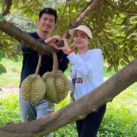 ចំការទុរេនហាក់ស្រ៊ុនandមុីលី