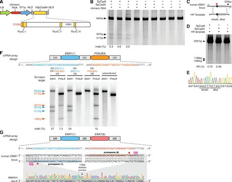 Multiplex Genome Engineering Using Crisprcas Systems Science