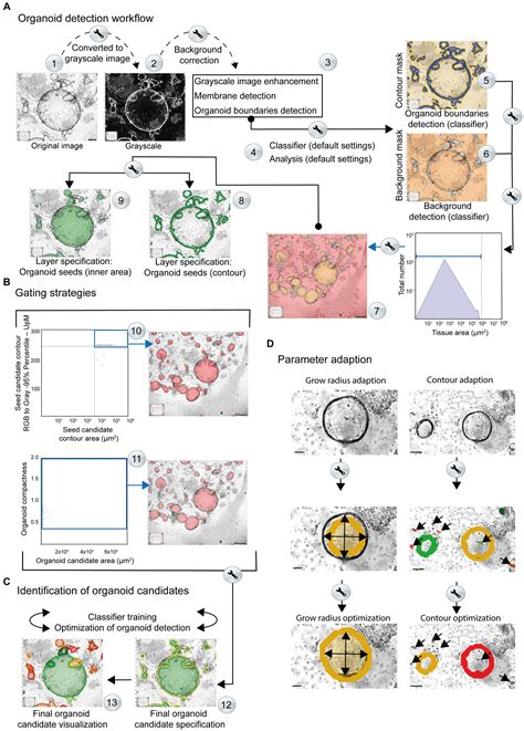 Frontiers Analysis Of Organoid And Immune Cell Co Cultures By Machine Learning Empowered Image