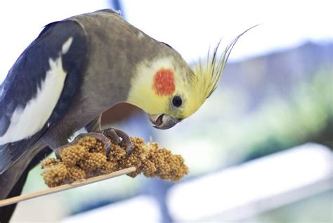 Cockatiel Aviculture Hub