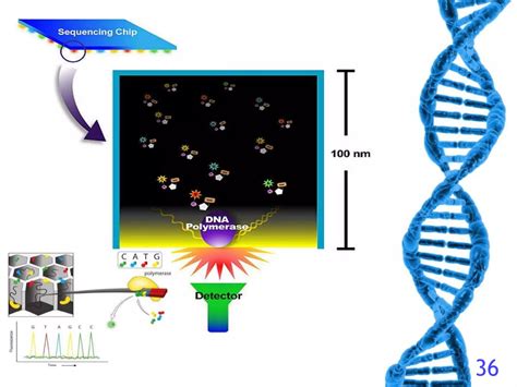 Gene Sequencing Technique Ppt