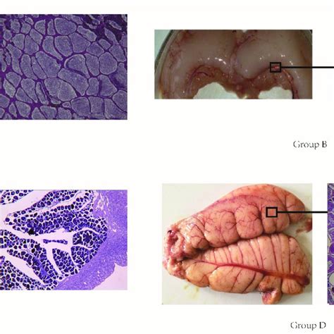 A Picture Of Different Sex Phases And Slices Group A Male Gonads