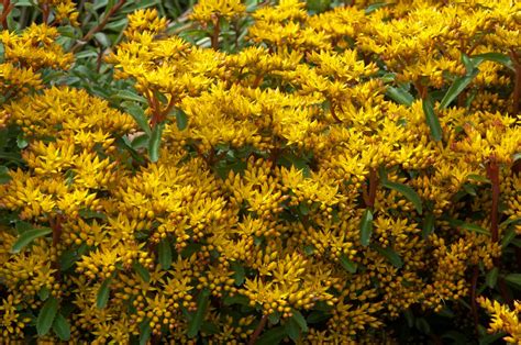 Sedum Aizoon Euphorbioides Aizoon Stonecrop Euphorbioides