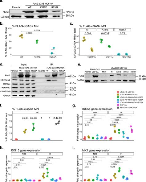 The Nucleosome Tethering Residue Of Cgas Is Necessary For Micronuclei