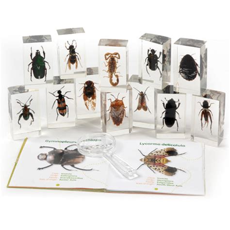 Encased Insects Geoworld Bug Collection Encased In Resin
