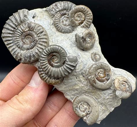 Arnioceras Ammonite Shell Fossil With Box And Stand Whitby North Yo Yorkshire Fossils