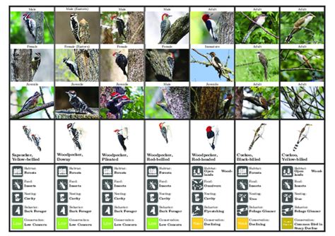 Github Sebajara Birds Bird Watching Support Using Web Scraping And Latex Document Making
