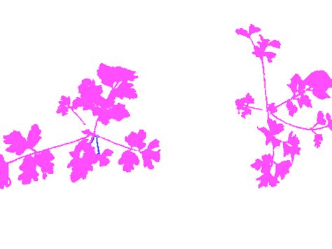 Carrot Weed Dataset Ninja