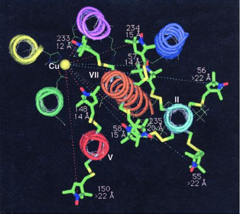 Intramolecular Distances Based On Dipolar Interactions Between A Download Scientific Diagram