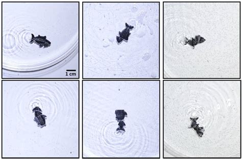 Researchers Create A Swimming Robot That Can Heal Itself