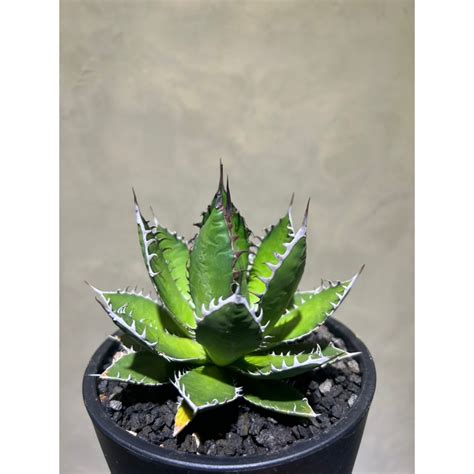 [hj Plant] 龍舌蘭 狂刺霍利達 Agave Horrida 蝦皮購物