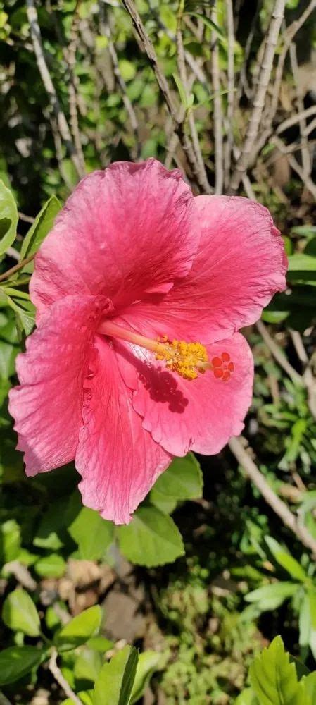 Single Petal Hibiscus Flower At Best Price In Navi Mumbai By
