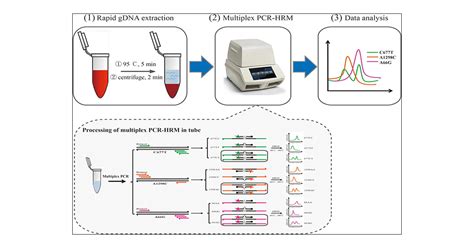 Simultaneous Detection Of Three Genotypes Of Gene Methylene Tetrahydrofolate Reductase And