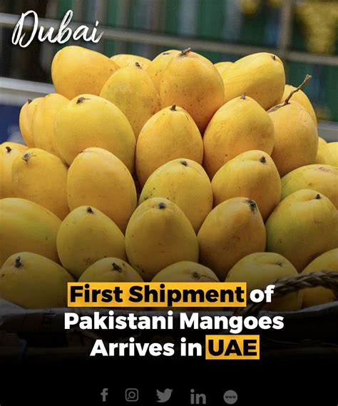 Startup Dubai On Linkedin This Year The Mango Crop In Pakistan Has Shown Some Improvement