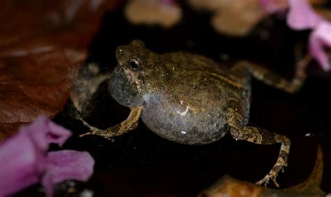 Frog Sex In The City Smithsonian Tropical Research Institute