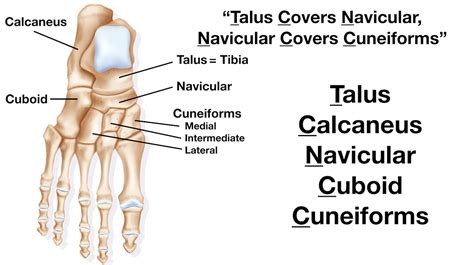 Foot And Ankle Anatomy Tarsal Bone Mnemonic Names Labeled Diagram