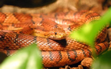 Why Corn Snakes Are the Best Pet for Beginner Reptile Owners - PetHelpful