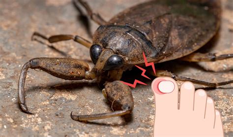 What Does A Giant Water Bug Look Like