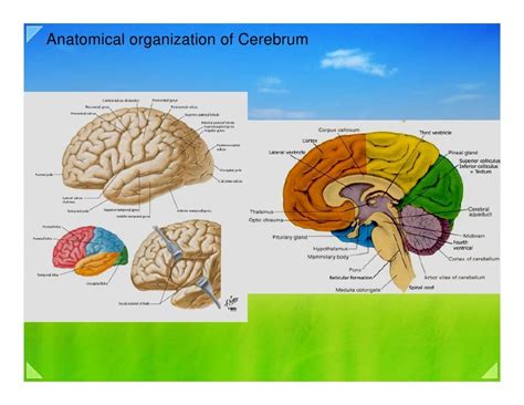 07a Association Cortex Frontal Lobe