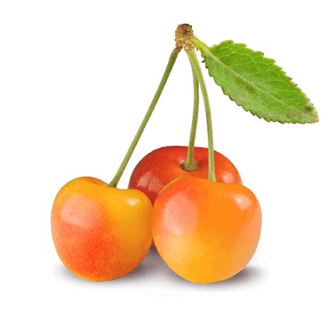 Rainier Cherries