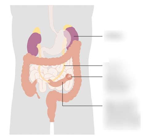 Chapter 5 Urostomy Diagram Quizlet