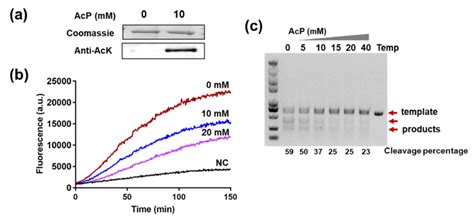 Cas12a Acetylation Decreased The Cis And Trans Cleavage Activities In